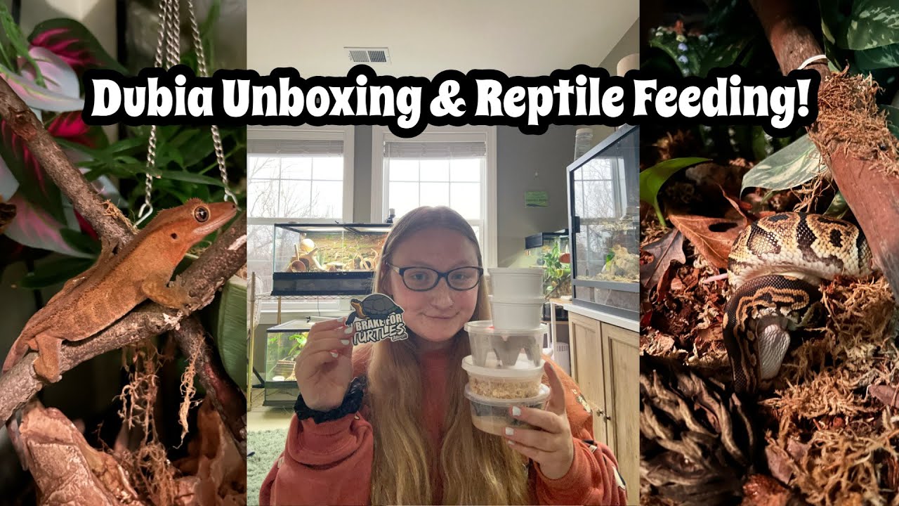 Dubia Unboxing & Reptile Feeding! - YouTube