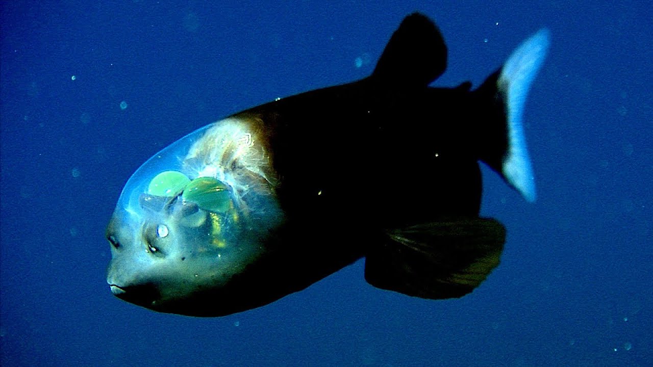 Barreleye | The Fish With a Transparent Face - Mr. Bigmouth - YouTube