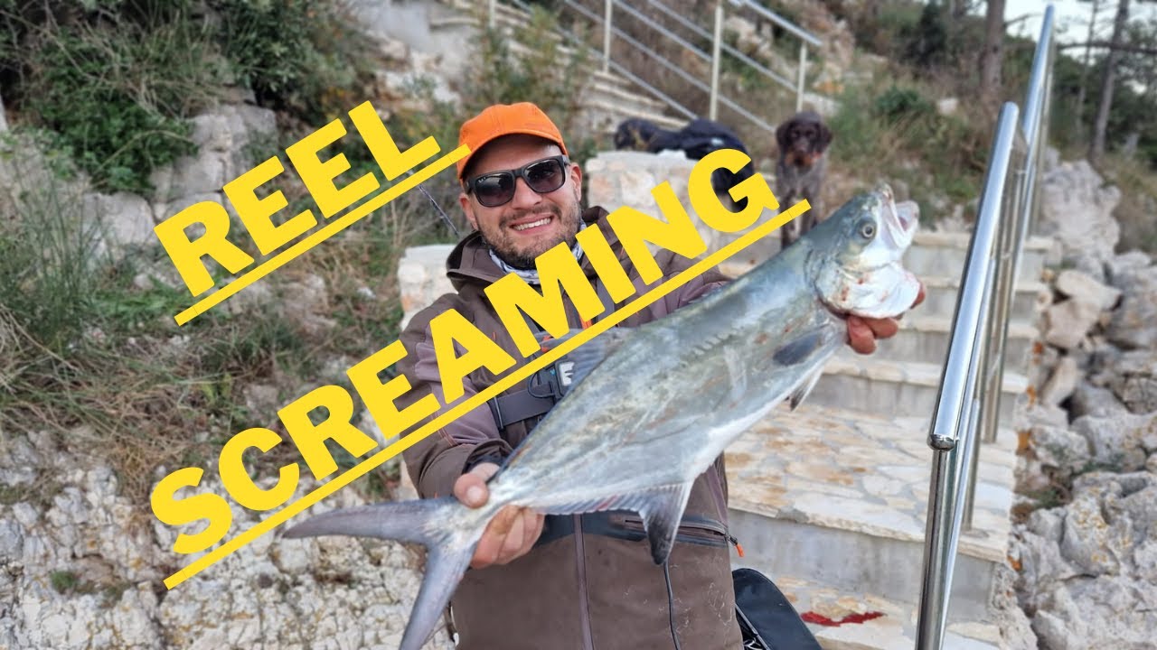 Bluefishes jumping and Daiwa screaming on nice Leerfish at the end ...