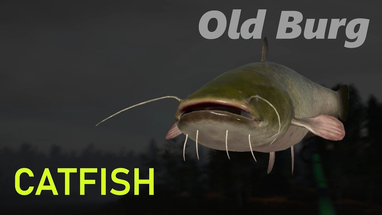 Old Burg Lake | Catfish Sum Wels | Russian Fishing 4 RF4 - YouTube