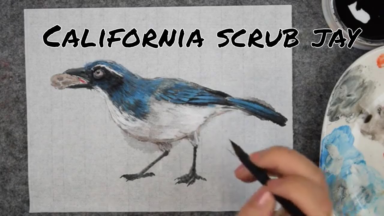 149 How to draw California scrub jay 中国画如何画西丛鸦 - YouTube