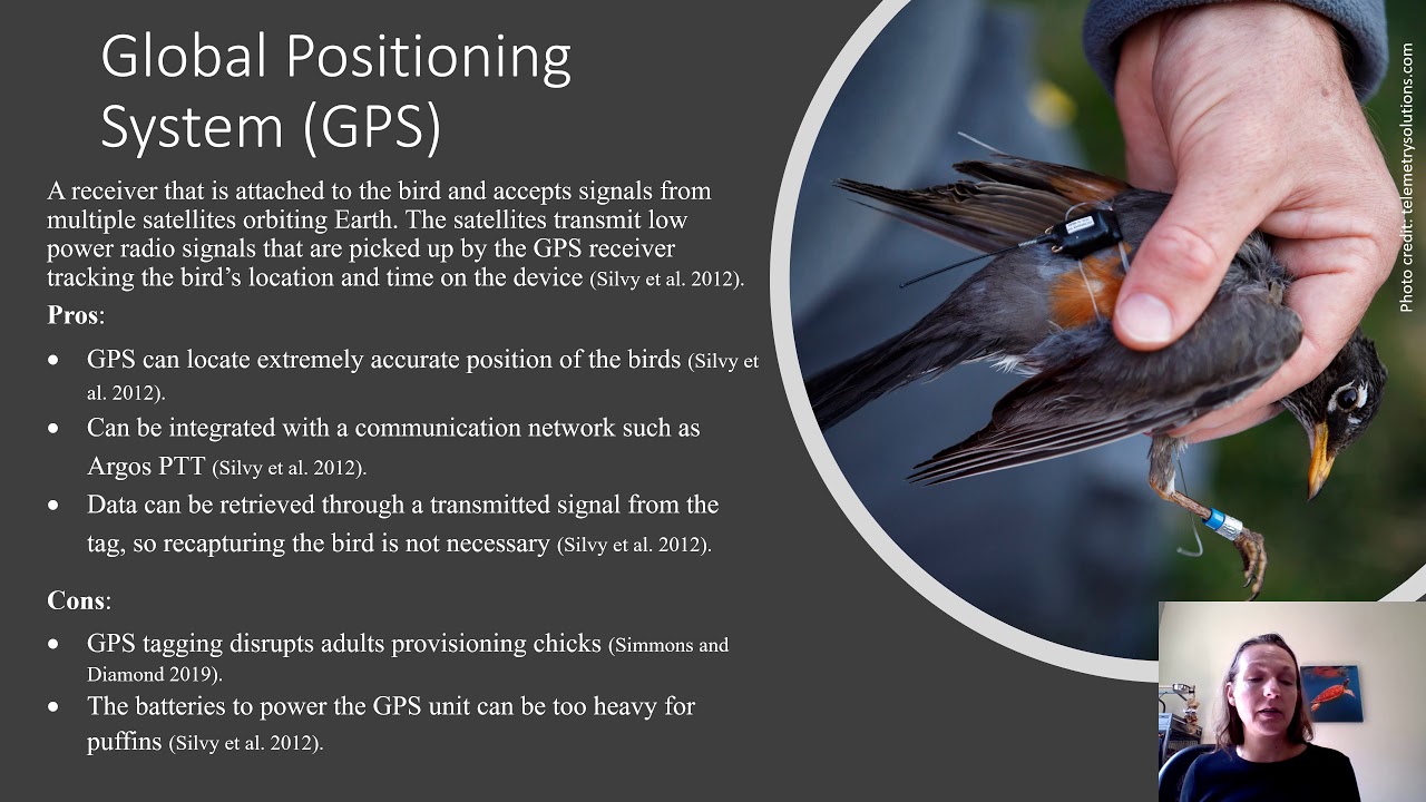 8_Monitoring migration patterns of the Atlantic puffin - Brandy Arnette ...