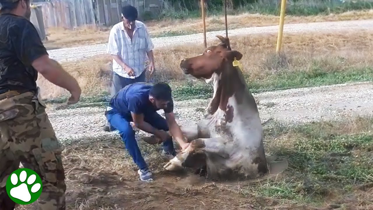 Pulling a cow out of a manhole - YouTube