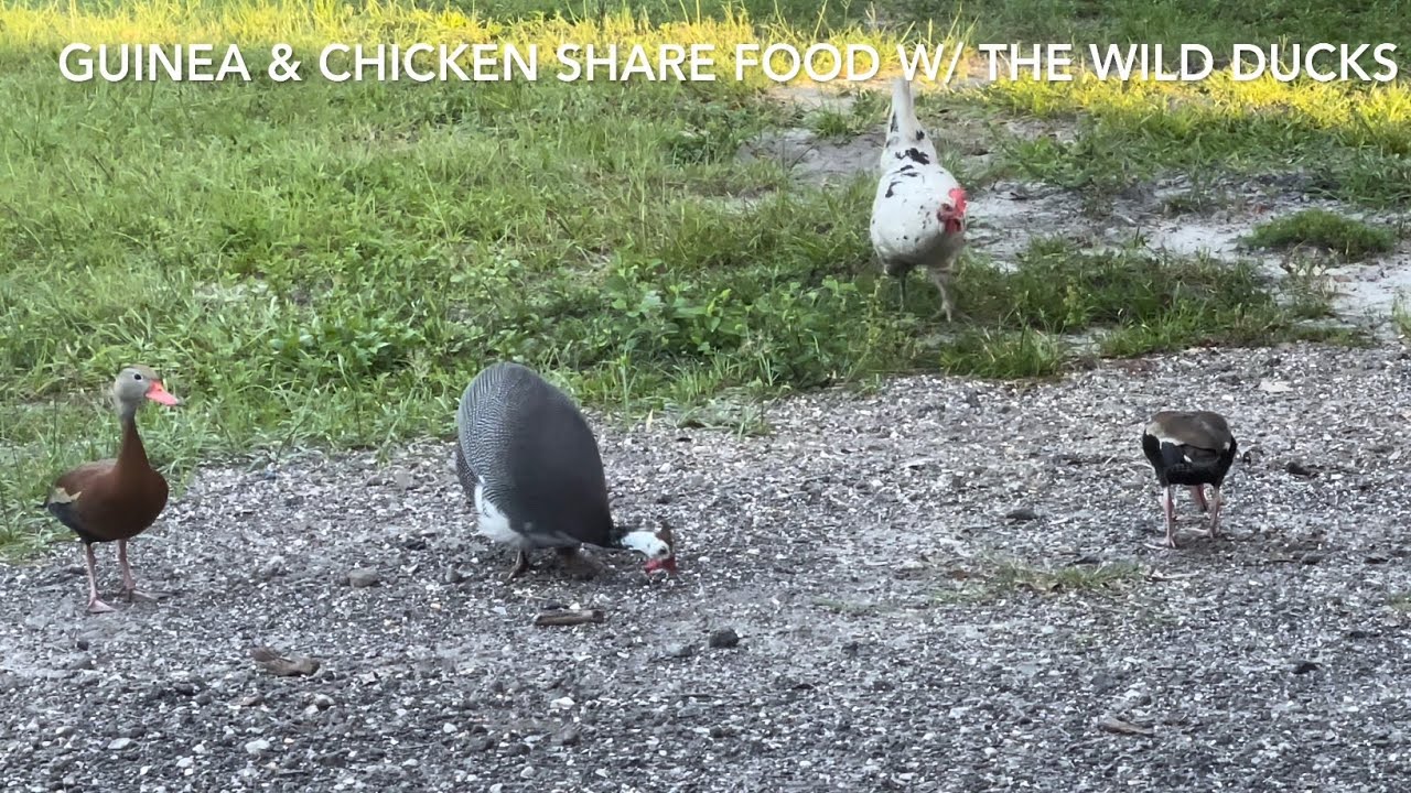 Guinea & The Chicken Share Food With The Wild Ducks - YouTube