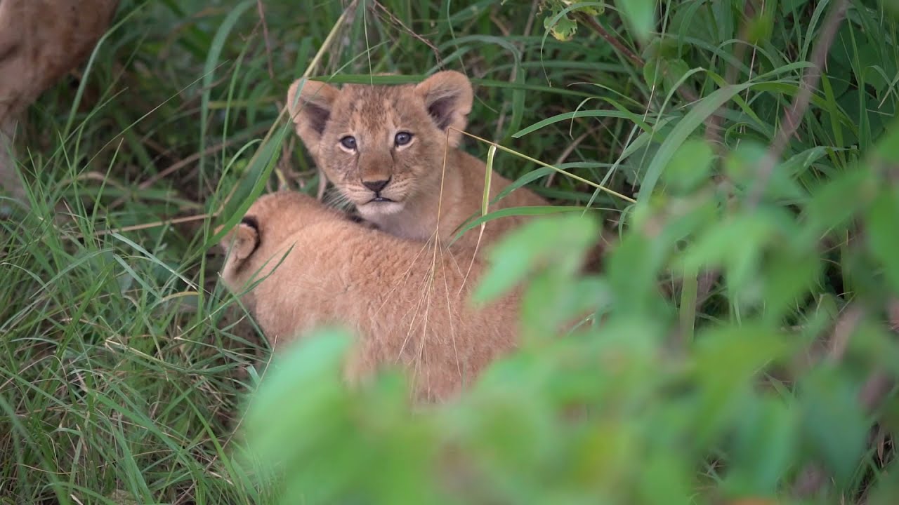 Tiny lion cubs - YouTube