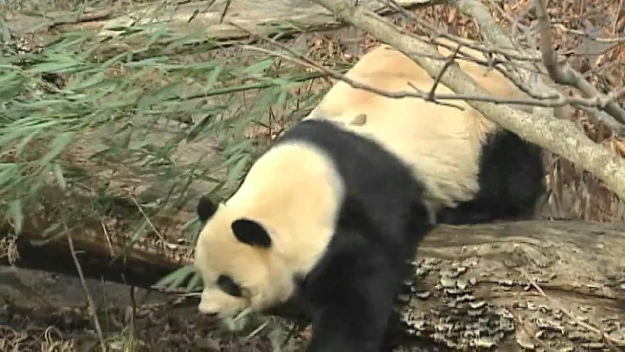 Five More Years for Giant Pandas in US Zoo - YouTube