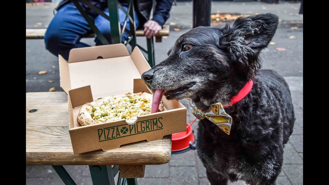 Pooches Get a 'Pizza' The Action At Dog-Friendly Pizza Pilgrims - YouTube