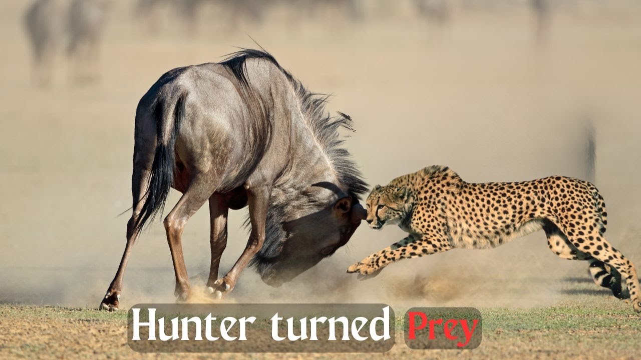 "Hunter Becomes Prey: 10 Remarkable Encounters" - YouTube