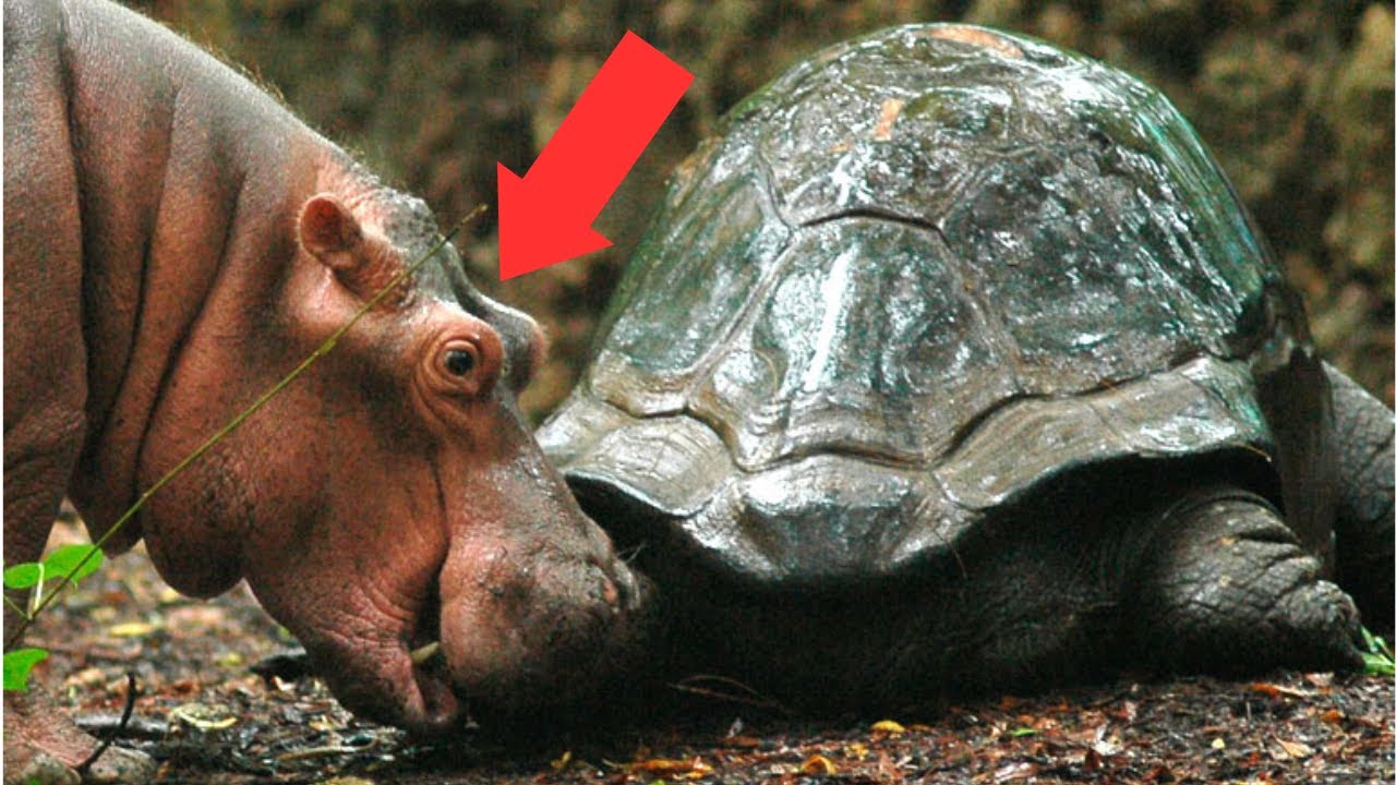 Baby Hippo Lost His Family And Meets A Tortoise! What Happened Next ...