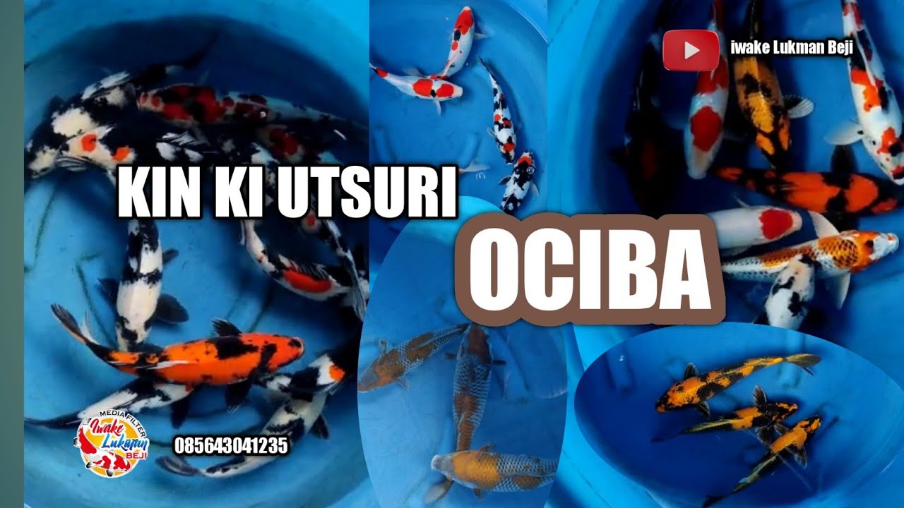 SHIRO || OCIBA || KIN KI UTSURI || iwake lukman beji - YouTube