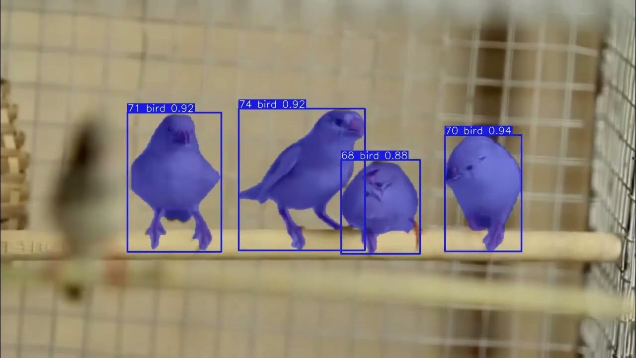 Tracking Birds With Yolov8 Instance Segmentation Models Youtube