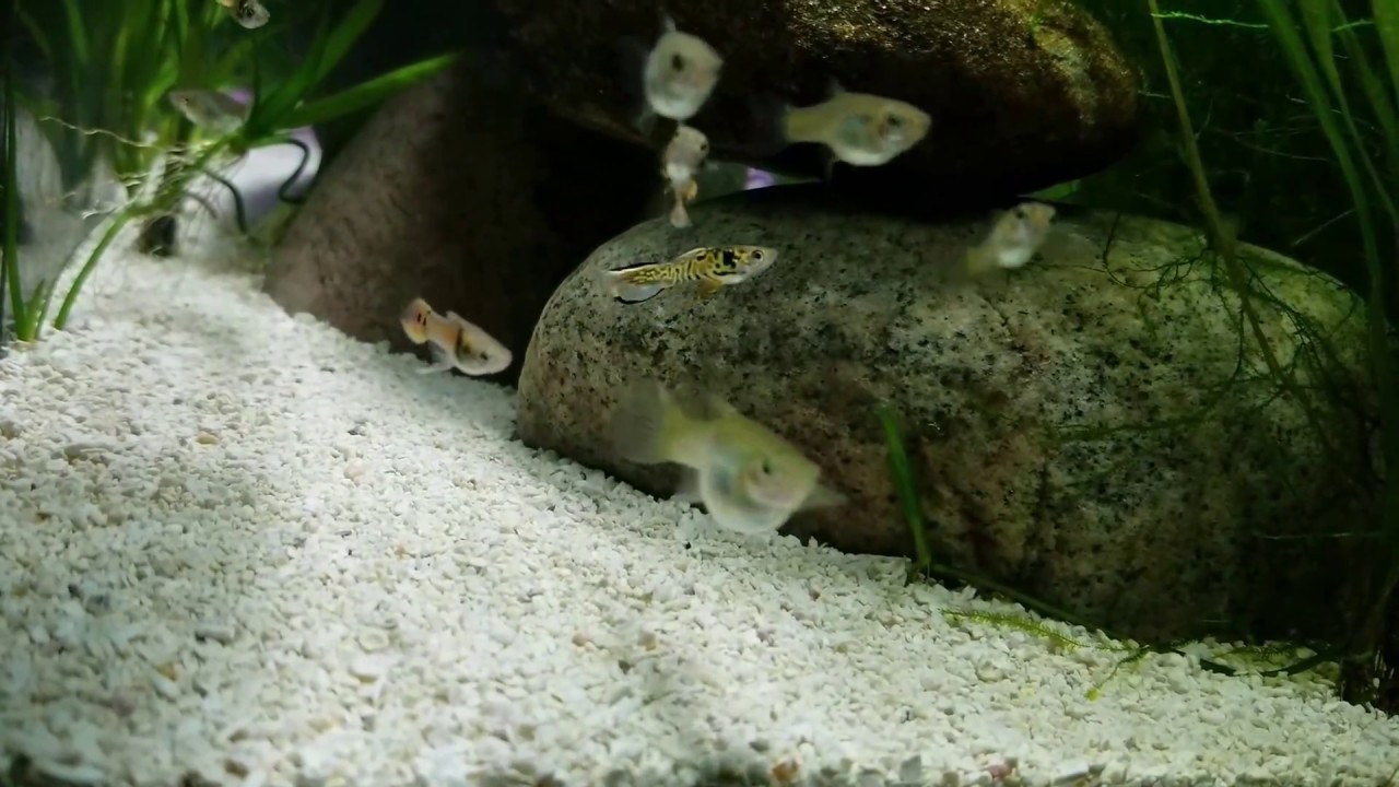 Breeding Behavior of the Rainbow Tiger Endlers Live bearer - YouTube