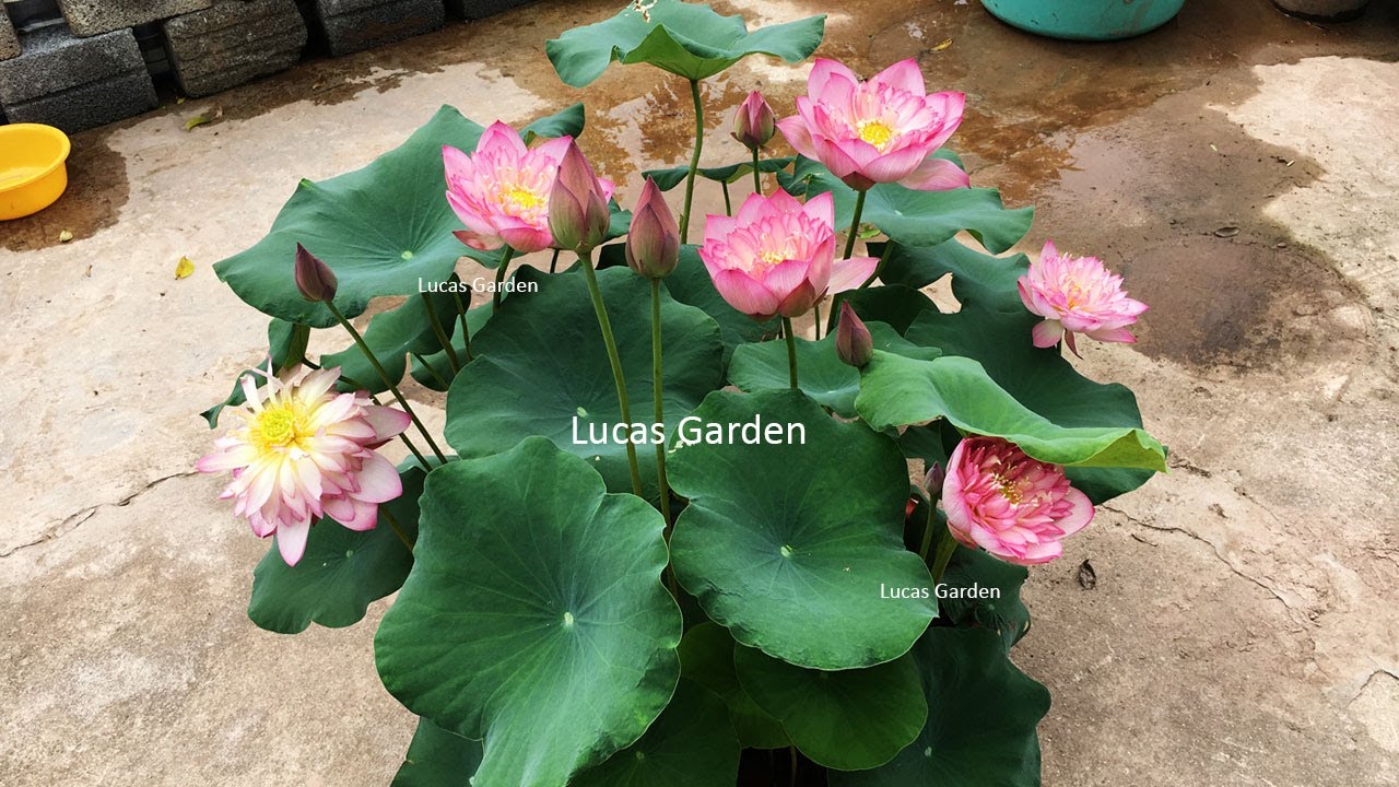 Pink lady một loại sen phổ thông, nhưng đẹp và siêng hoa thì không phải ...