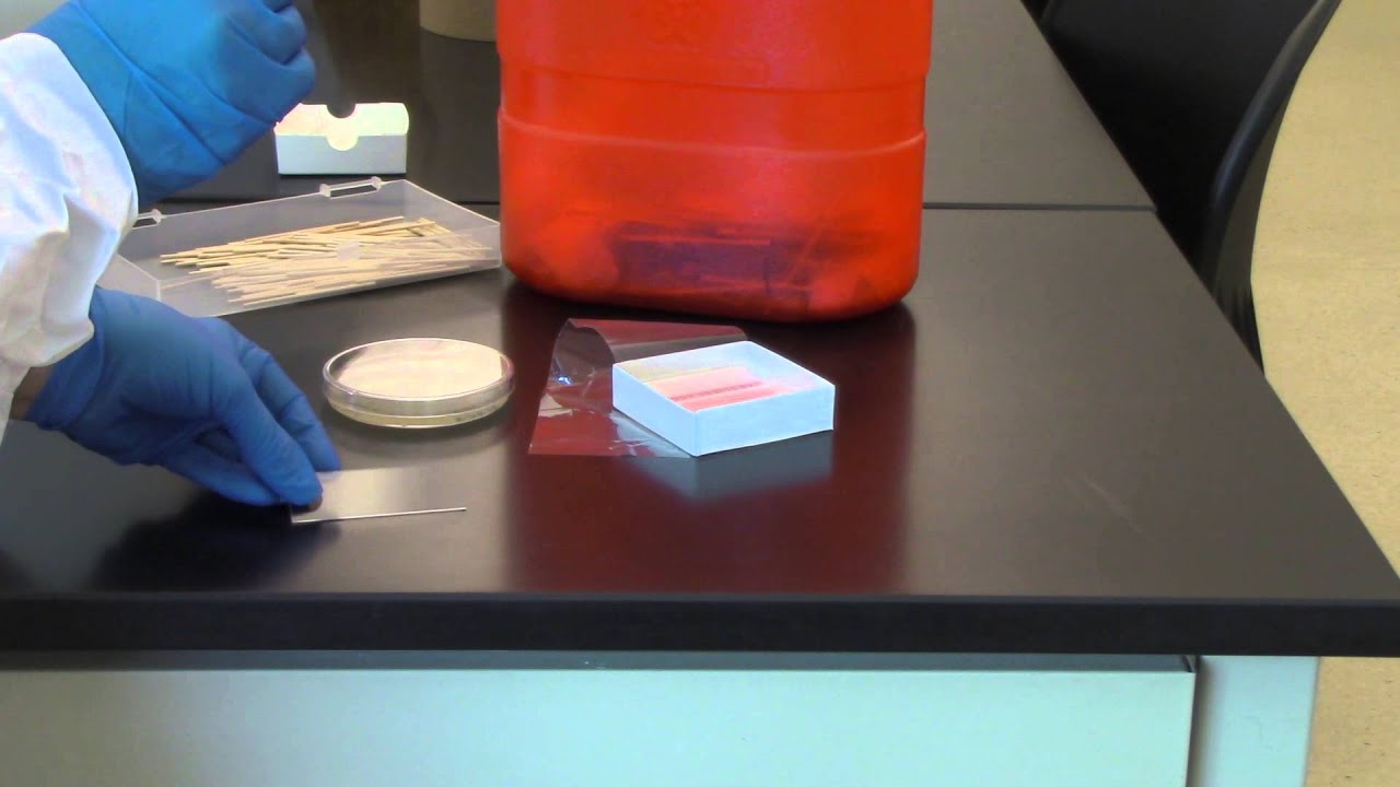 BIO 2192 UNIT 5 - Preparing a Slide with Two Organisms - YouTube