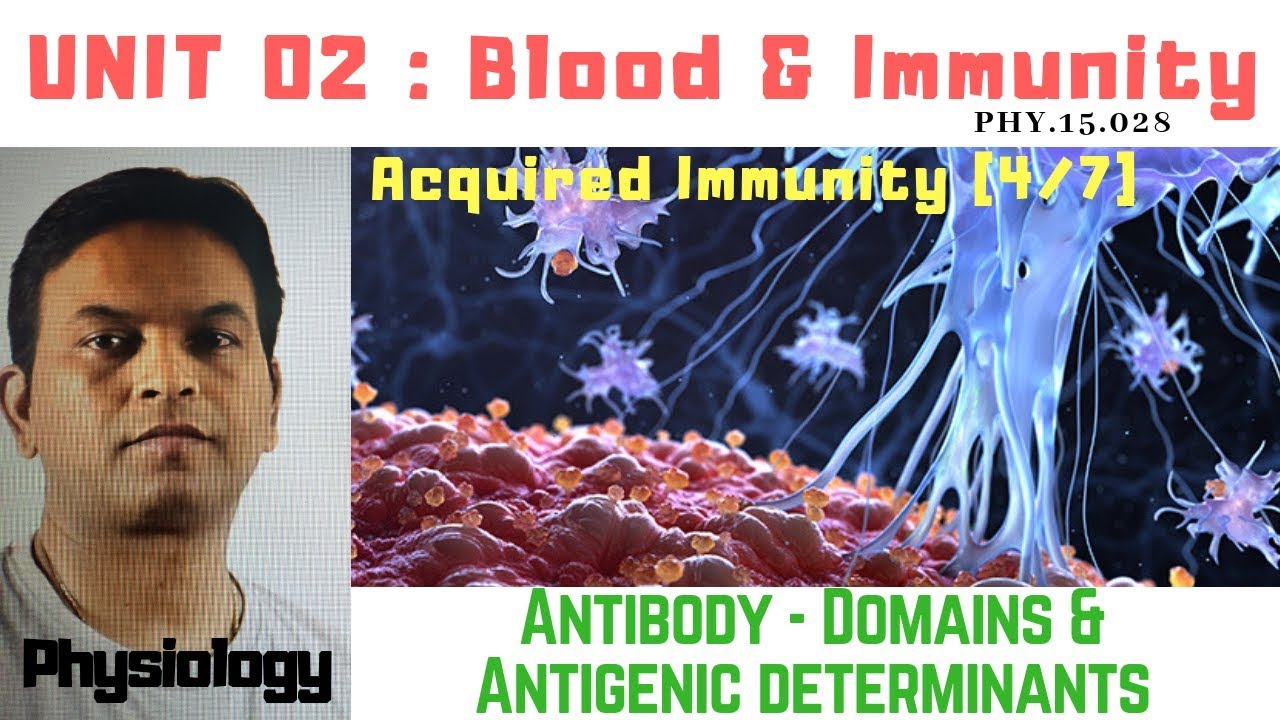 PHY.15.028. Acquired Immunity (4-7) – Domain Structure of Antibody | Dr ...