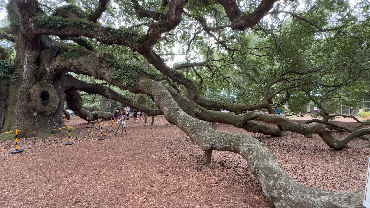 TOKI TALK S1 Ep7 Angel Oak Preserve - YouTube