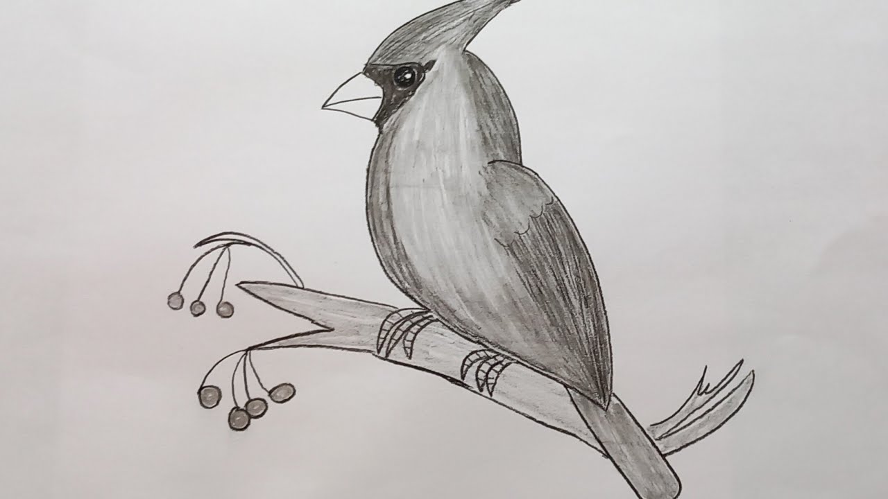 Pencil bird drawing easy!! bird drawing tutorial!! cute easy drawings ...