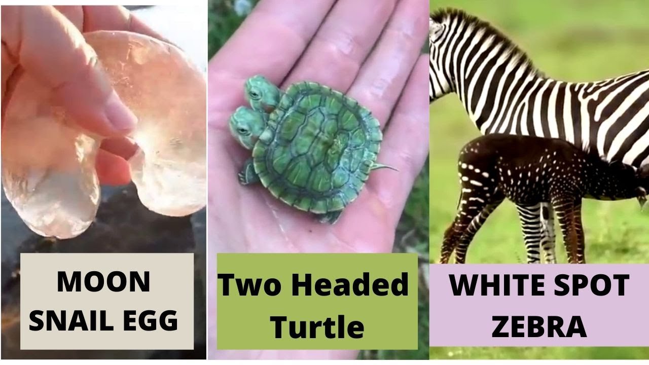 Turtle with two heads | Zebra with white spots | moon snail - YouTube