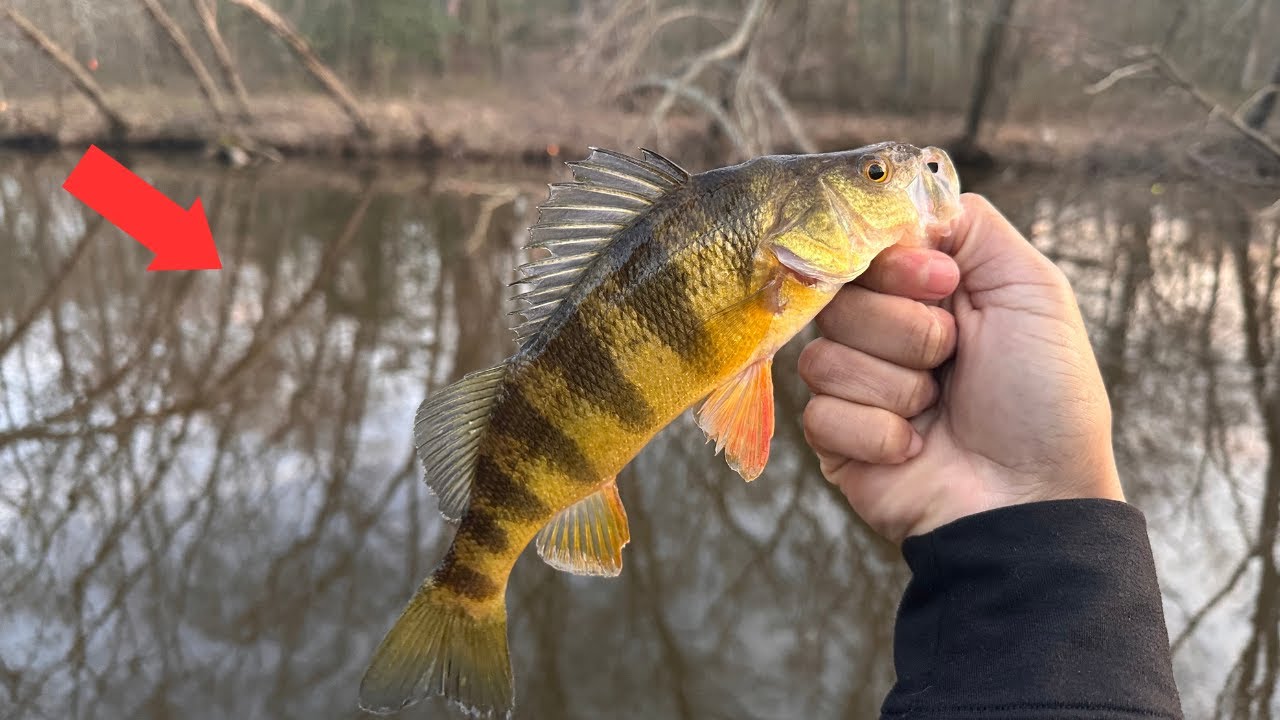 Maryland Yellow Perch Run 2023 *The CREEKS Are HOT!!* - YouTube
