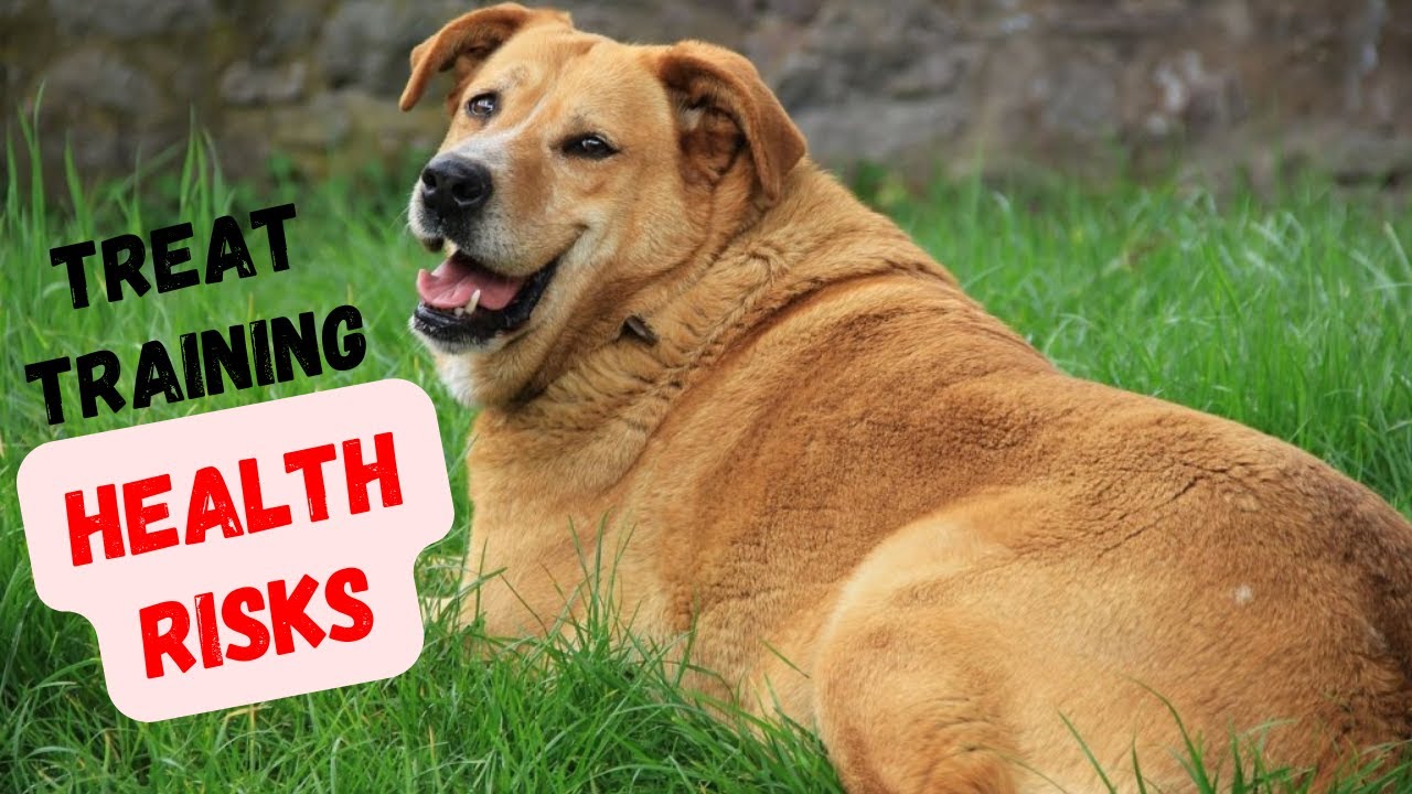 How To Praise A Dog Without Treats