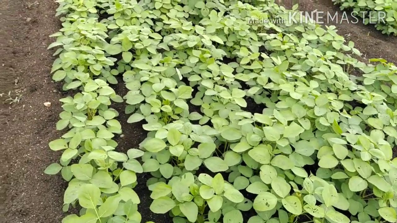 BBF Technology रुंद वरंबा सरी तंत्रज्ञान - YouTube