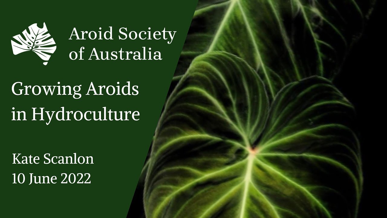 Growing Aroids in Hydroculture with Kate Scanlon of @kateandfinn_vs ...