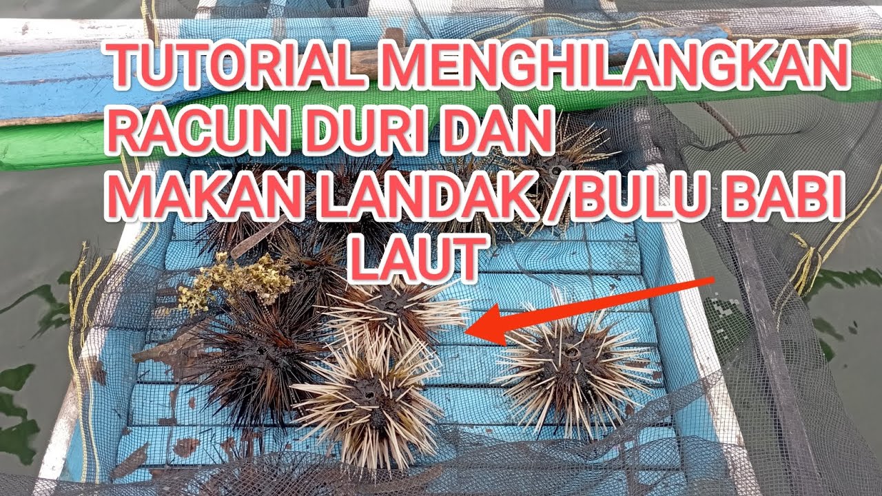 Tutorial menghilangkan racun duri pada landak laut/bulu babi di laut ...