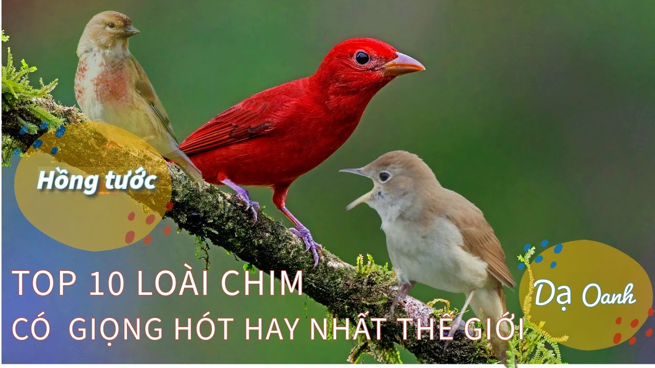 Muôn Loài Chim | Thư giãn với 10 loài chim có giọng hát hay nhất Thế ...