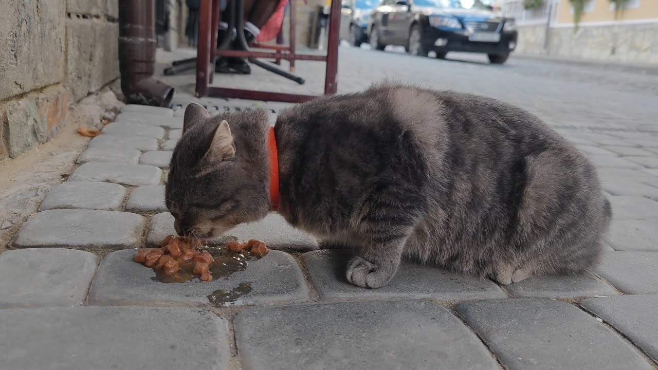 We met a very hungry cat in the city - YouTube