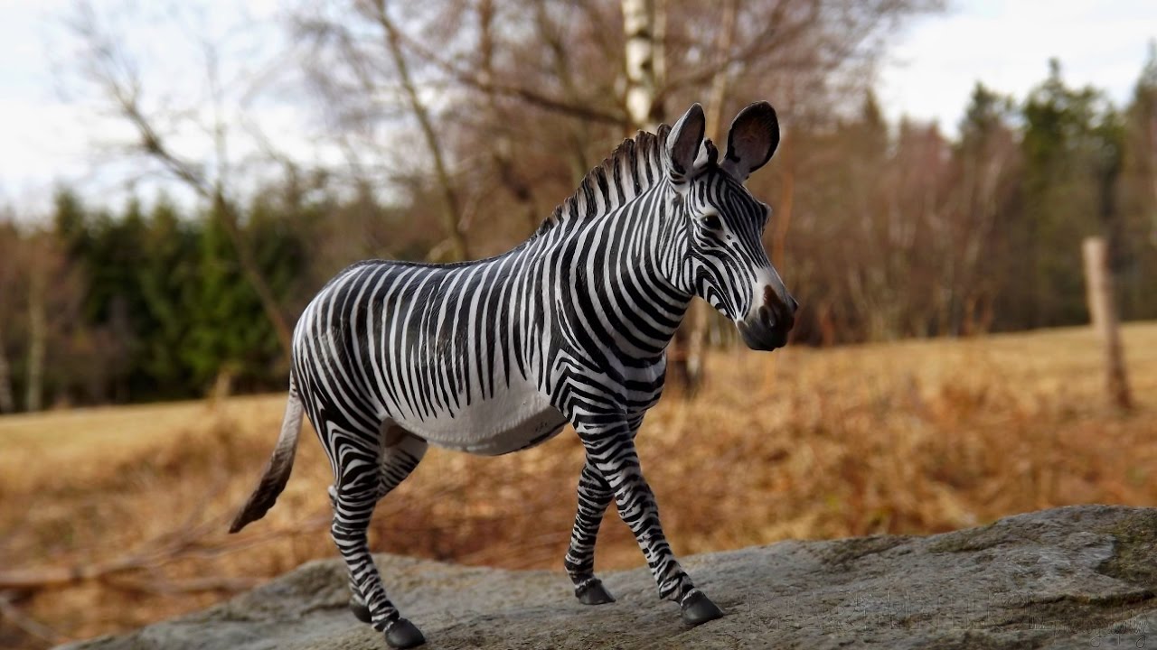Grevy Zebra stallion by CollectA - preview - MartinH Collection - YouTube