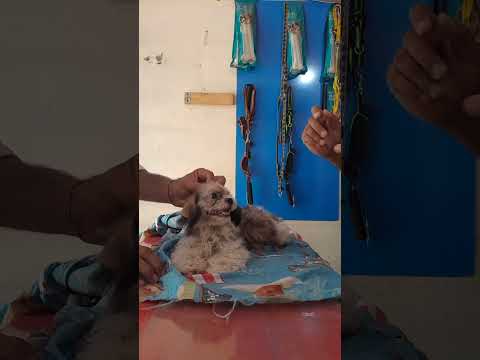 dog papi treatment injection skin allergy 🤧 (@BVM Pet's Center 🐾🐈 ...