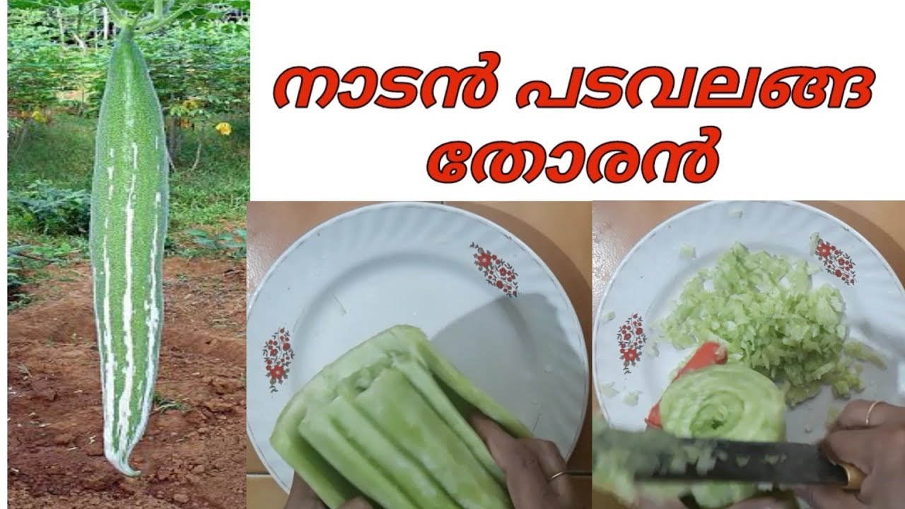 How to make Padavalanga Thoran(നാടൻ പടവലങ്ങ തോരൻ)#Ayana's Special ...