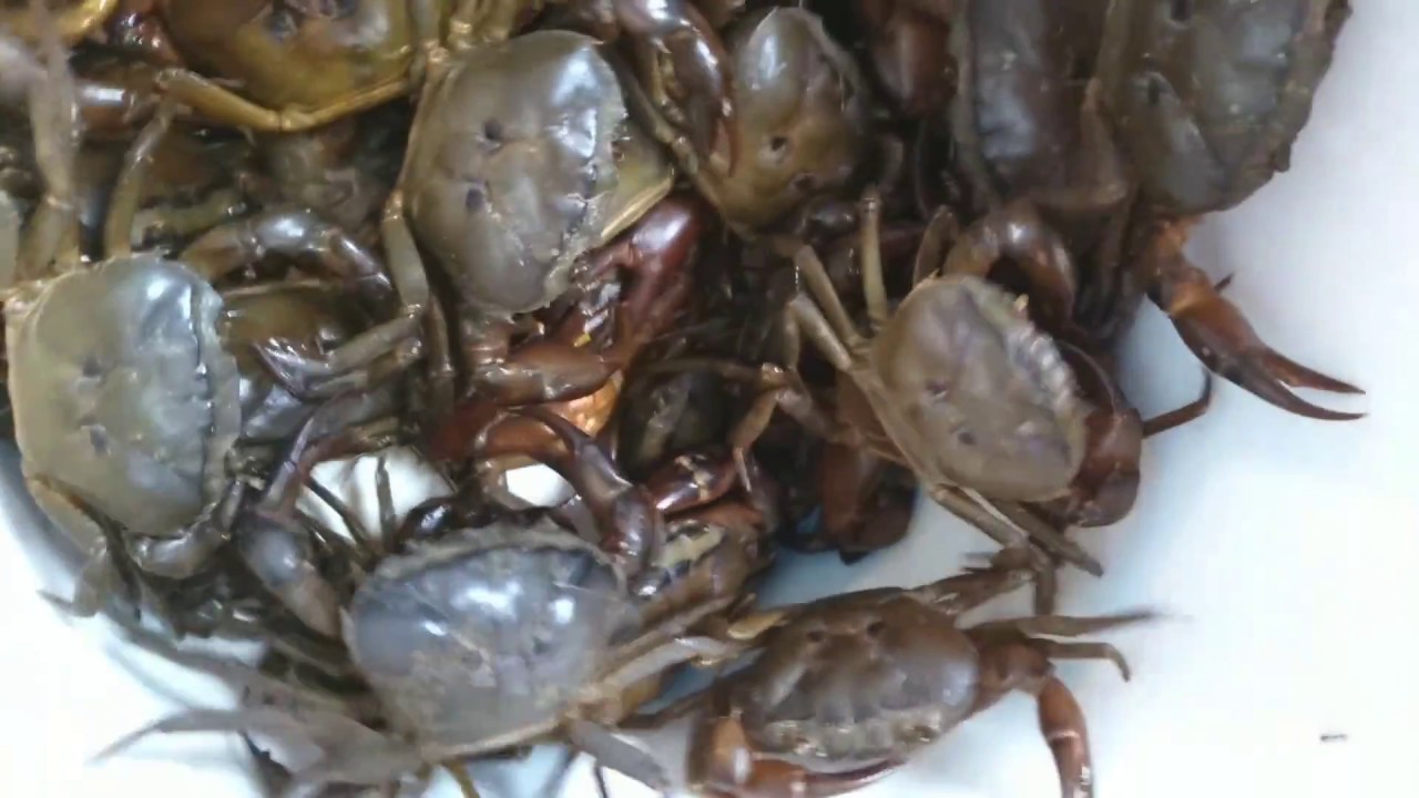 Crab (Kakra) of Malda District...2017 fishing time... - YouTube