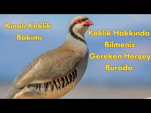 Keklik Nasıl Beslenir | Kınalı Keklik | Keklik Bakımı Nasıl Olmalı