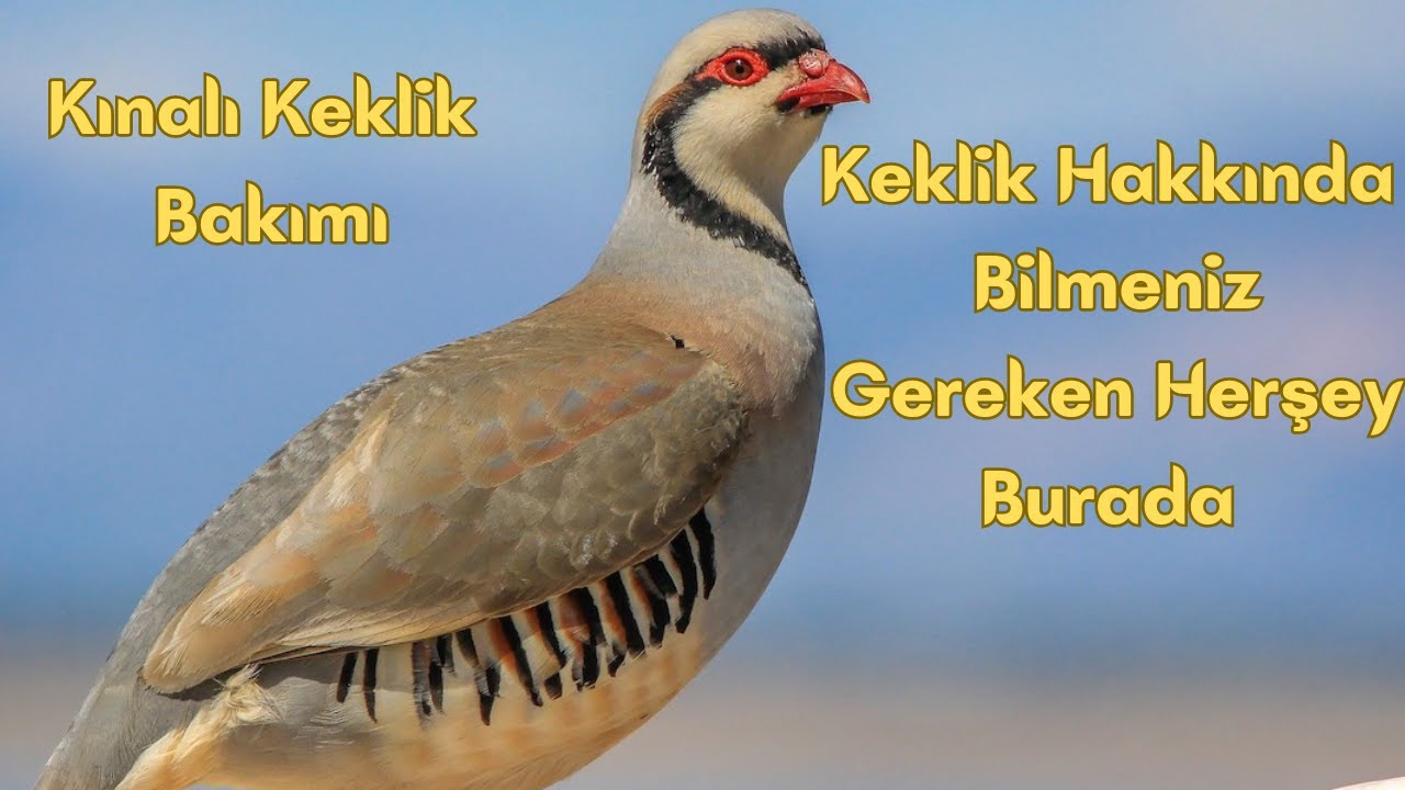 Keklik Nasıl Beslenir | Kınalı Keklik | Keklik Bakımı Nasıl Olmalı ...