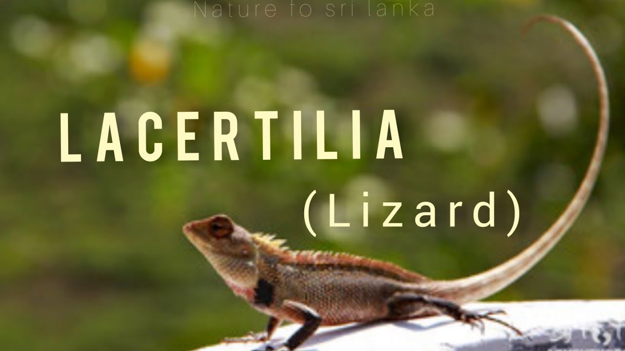 Lacertilia || Lizard (sri lankan lizard) - YouTube