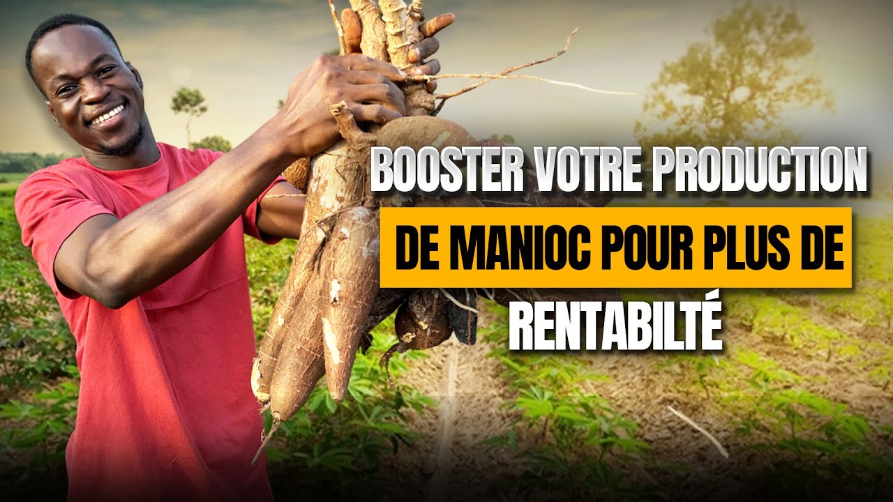 Comment mieux produire le manioc pour une rentabilité optimale - YouTube