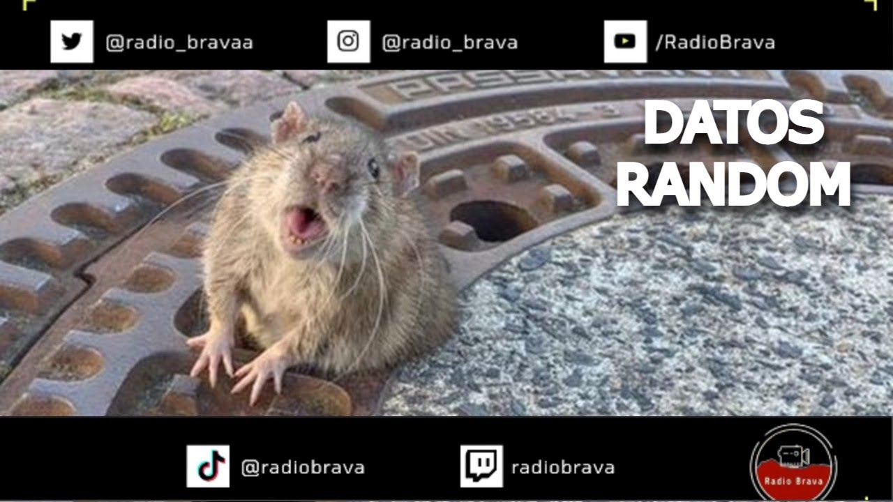 DATOS RANDOM INTERESANTES - YouTube