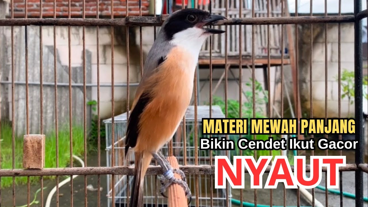suara cendet gacor AMPUH MATERI MEWAH, buat PANCINGAN CENDET AGAR BUNYI ...