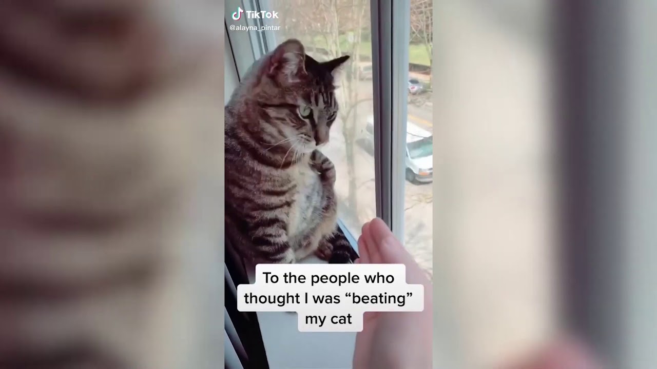 BEST DANK CAT MEMES 😼 TIKTOK COMPILATION OF 2020 PART 4 - YouTube