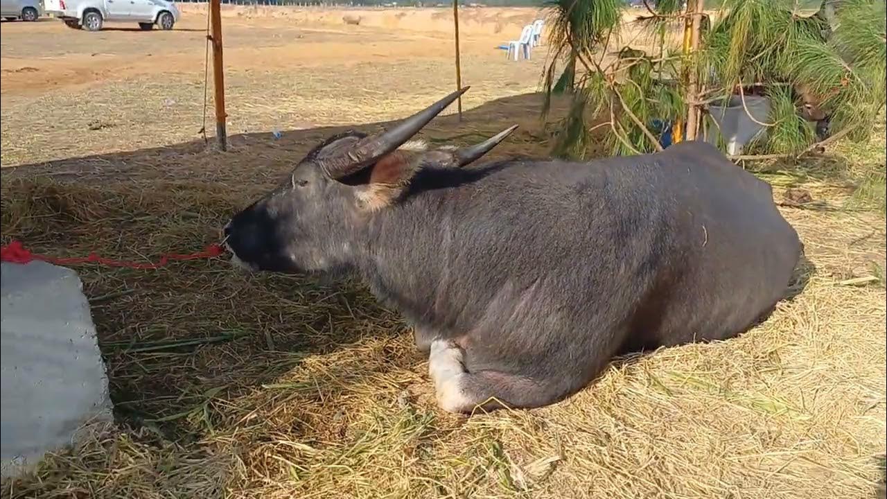 saib twm thaib ua ke nawb ib tsoom phooj ywg - YouTube