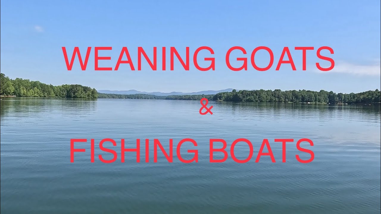 WEANING GOATS & FISHING BOATS - YouTube