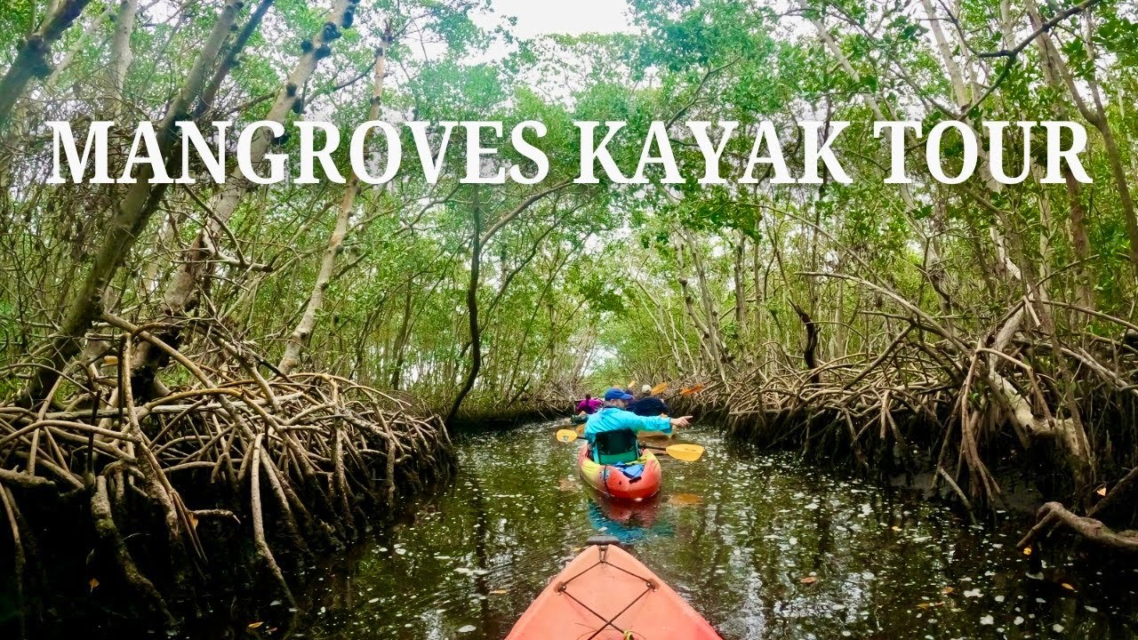 MANATEE spotting on Kayak tour in Siesta Key, Florida! - YouTube