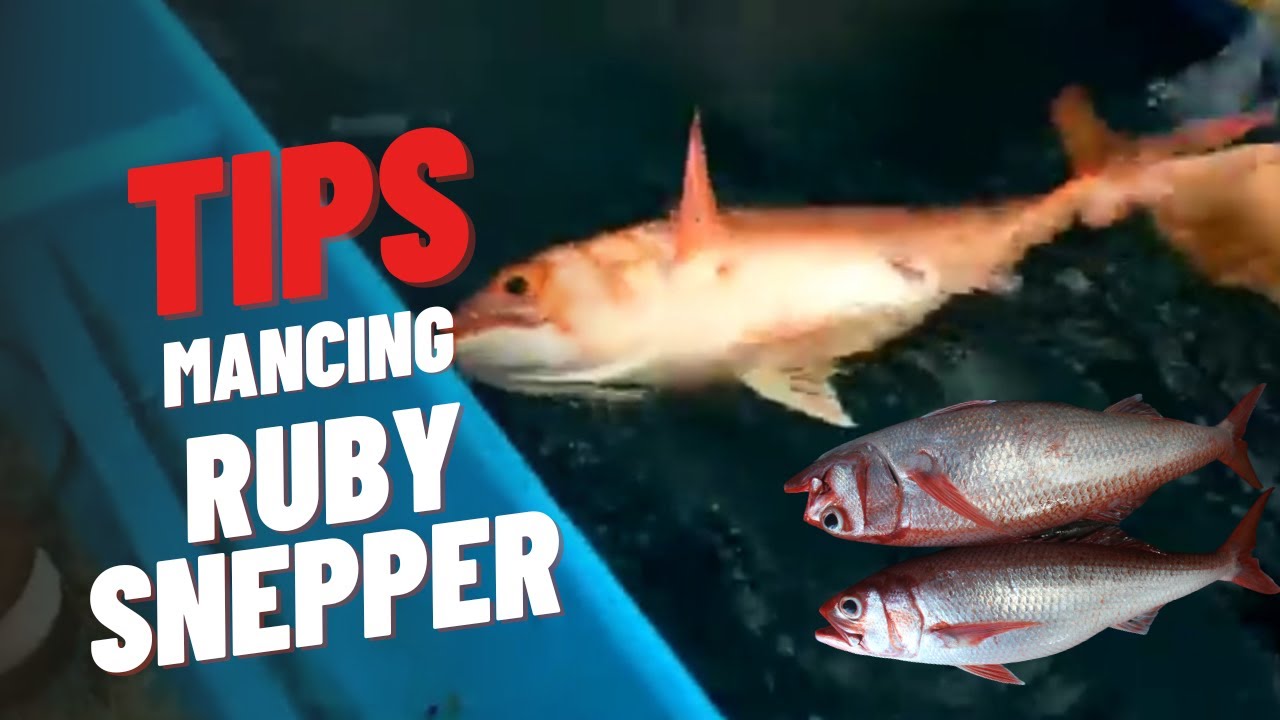 Spot sejuta umat!! Cara mancing ikan ruby snapper anti boncos ...
