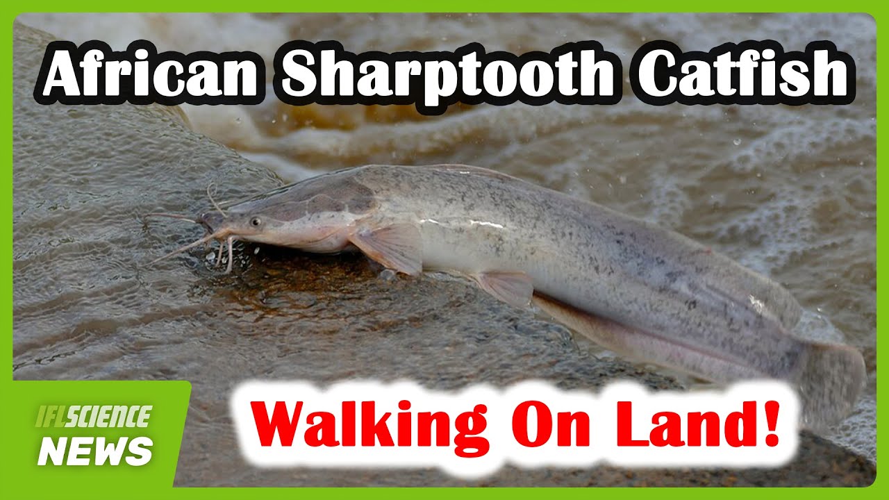 Rare Footage Shows African Sharptooth Catfish Walking On Land - YouTube