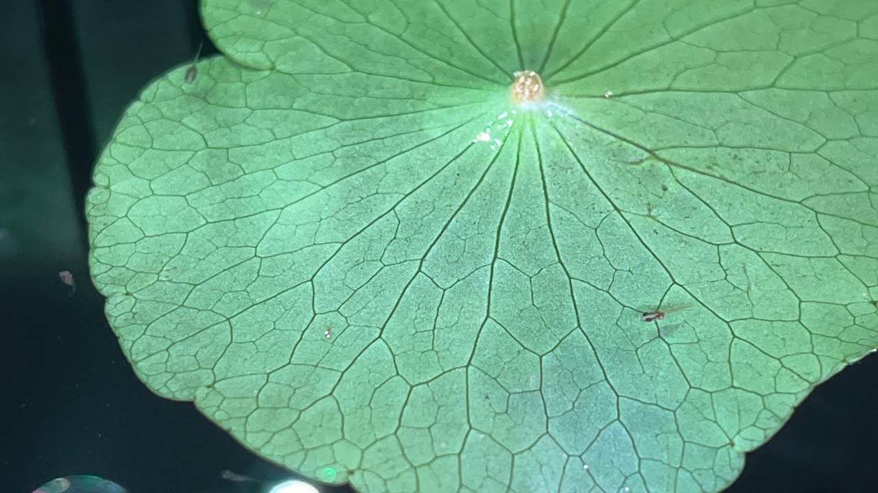 Betta fry 2 weeks old - YouTube