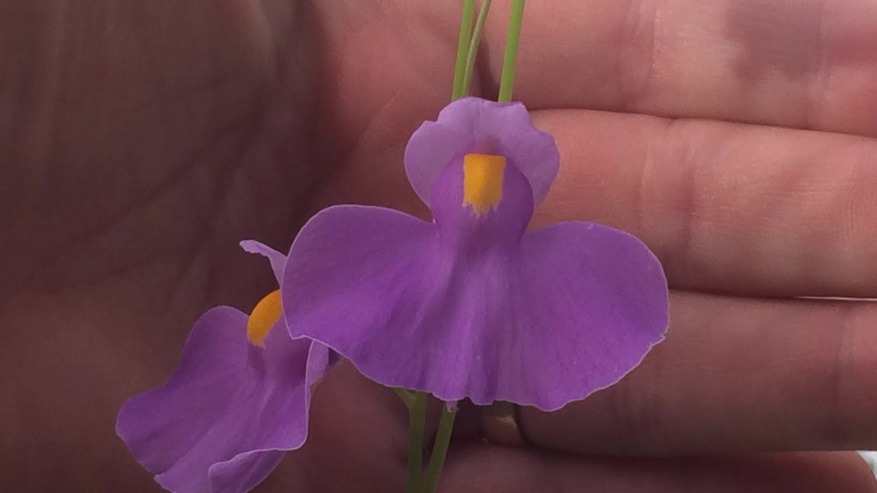 Yikes! I have a Purple Bladder Wort/ Utricularia longifolia Carnivorous ...