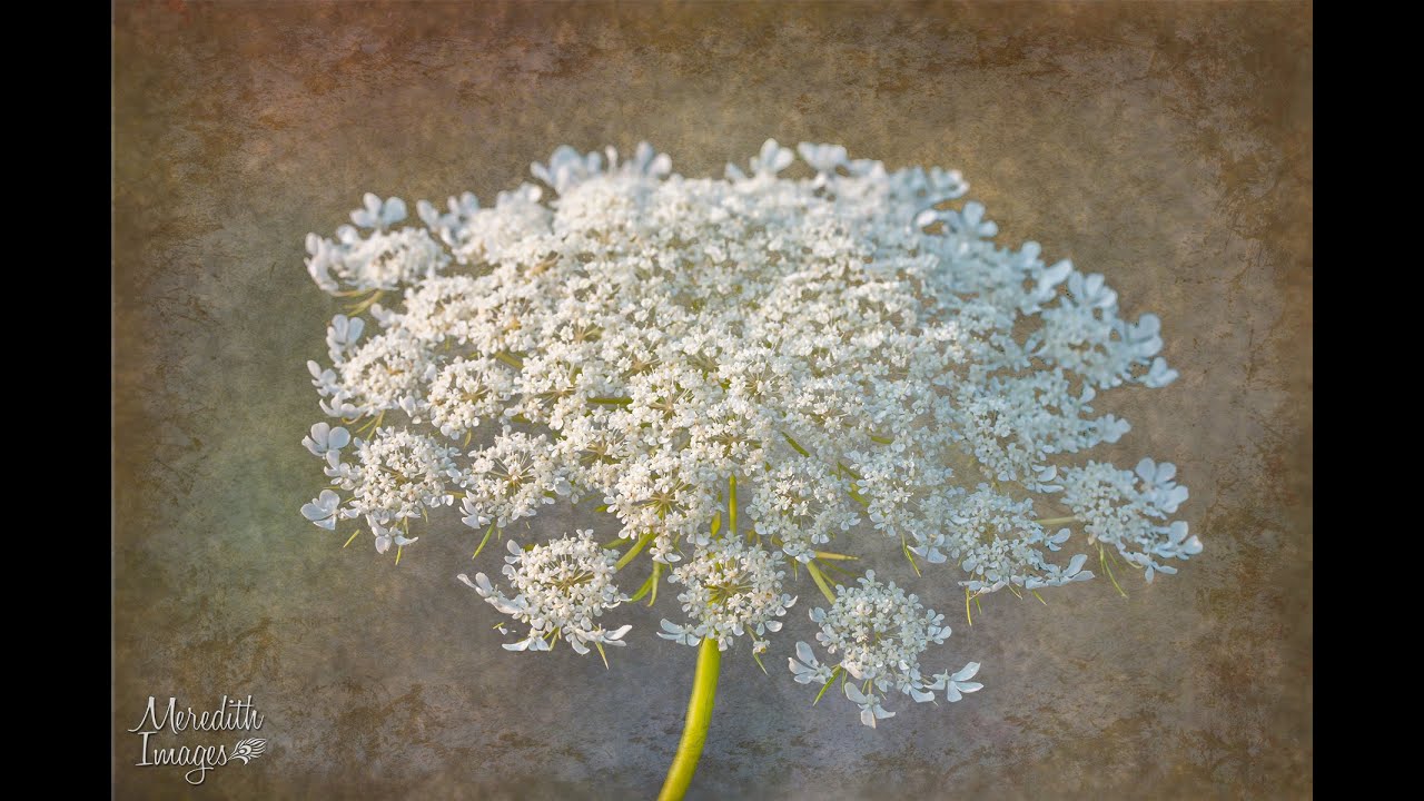 TUTORIAL Queen Anne's Lace - YouTube