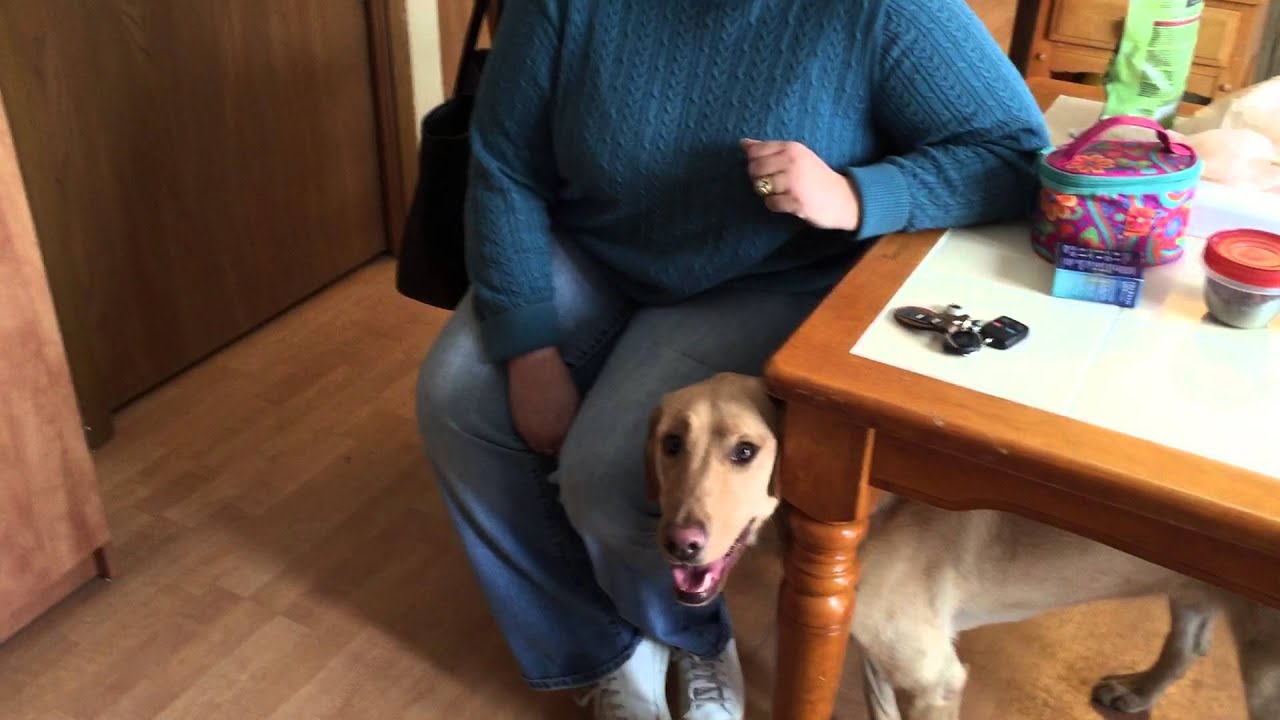 SDWR Service Dog - Practicing ‘Call 911’ - YouTube