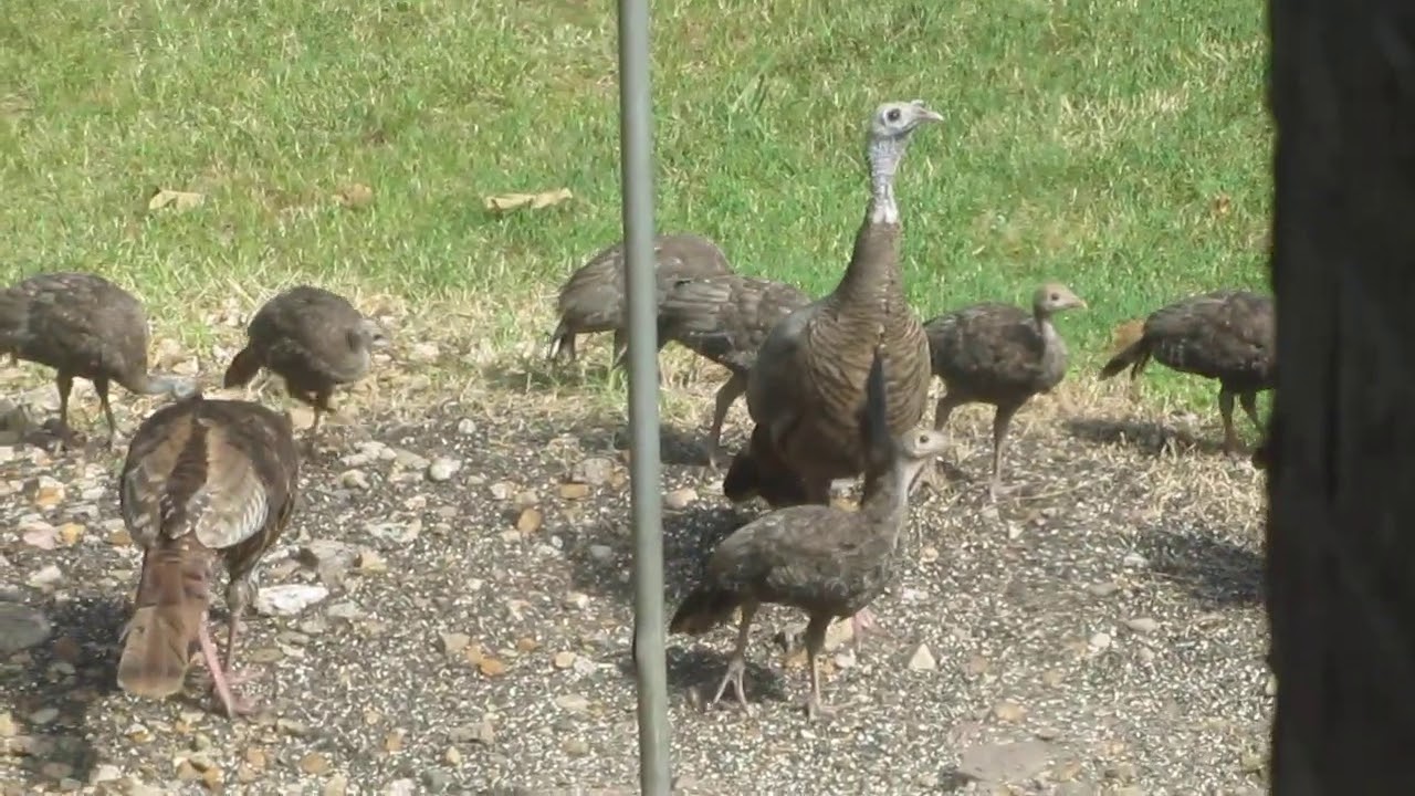 Turkeys - YouTube